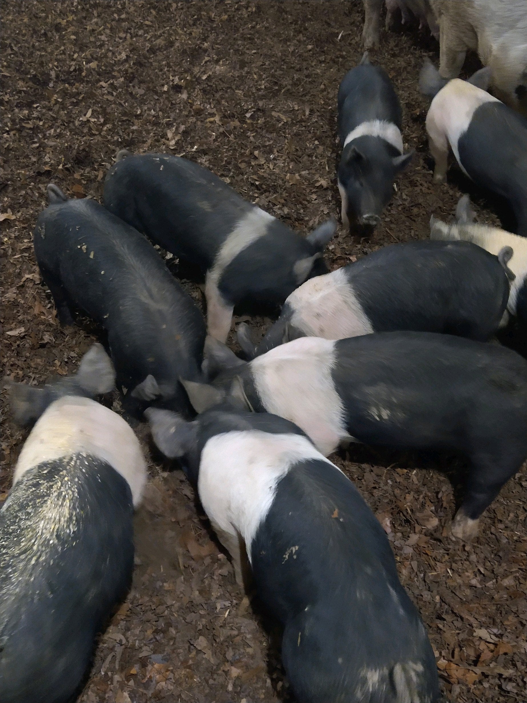 Piglets and Fat Hogs | Open Door Homestead LLC